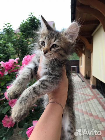 Отдам чудо кошечку 2 месяца