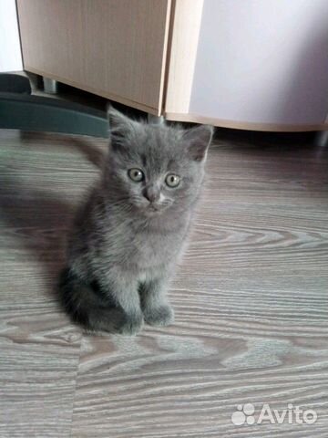 Чистокровные британские котята