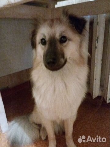 Пес