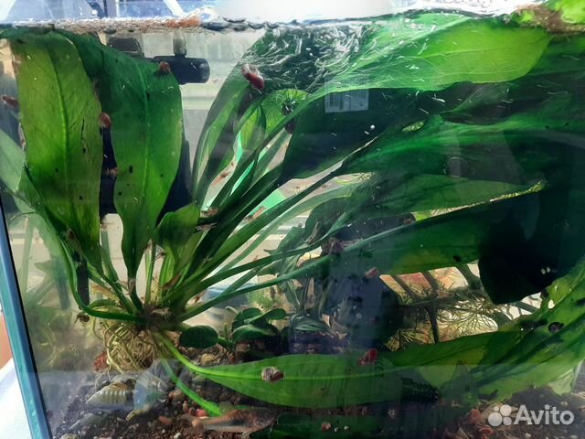 Аквариумное растение Эхинодорус амазонский