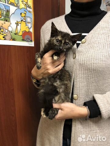 Котенок черепахового окраса девочка