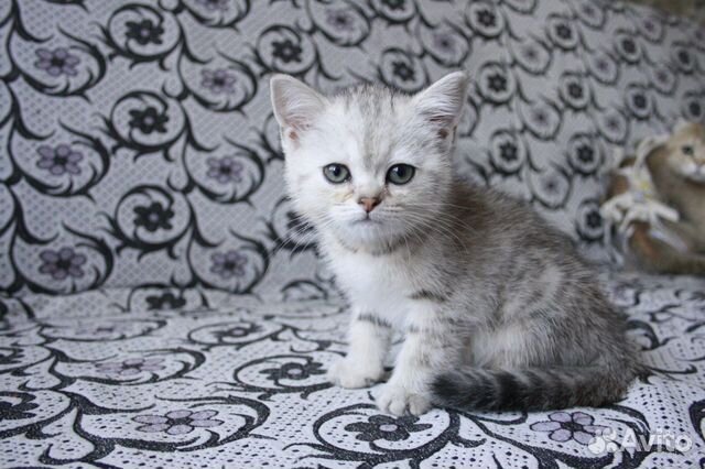 Продаётся шотландская шиншиллка
