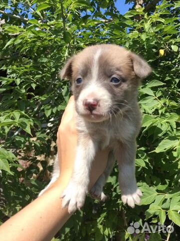 Щеночки) Пампушки-крохотулички