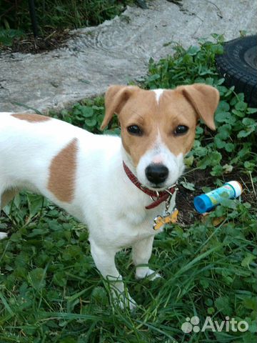 Собака породы Джек Рассел терьер