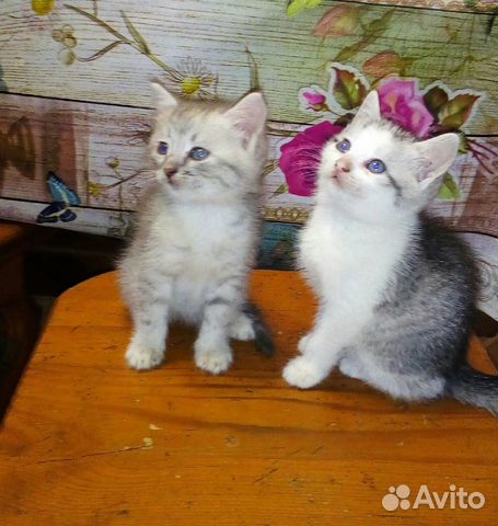 Две красавицы ищут хозяев
