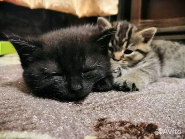 Котята, мальчик черный, девоча полосатая
