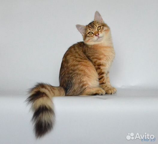 Золотой мальчик ищет семью