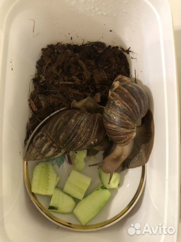 Улитки Ахатина большие даром