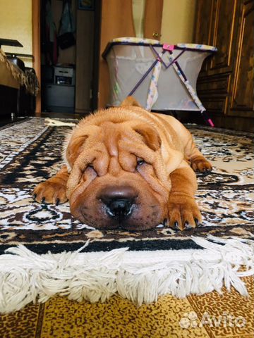 Щенок шар-пея