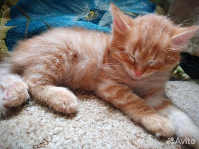 Рыжее счастье