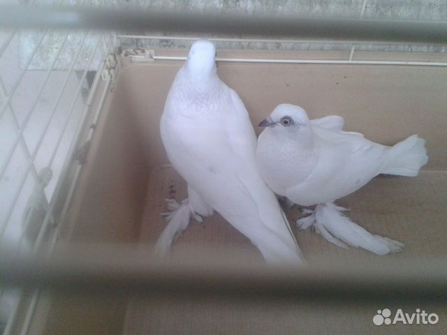 Голуби будапештской породы