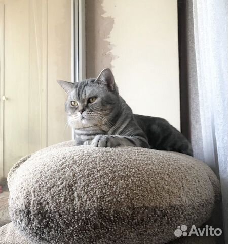 Кот на вязку (скоттиш страйт)