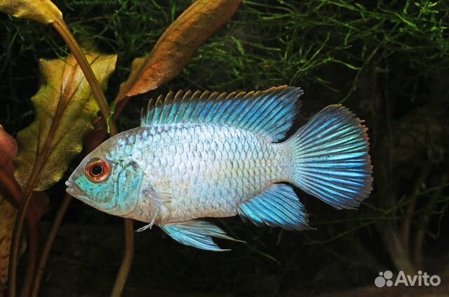 Наннакара,цихлиды