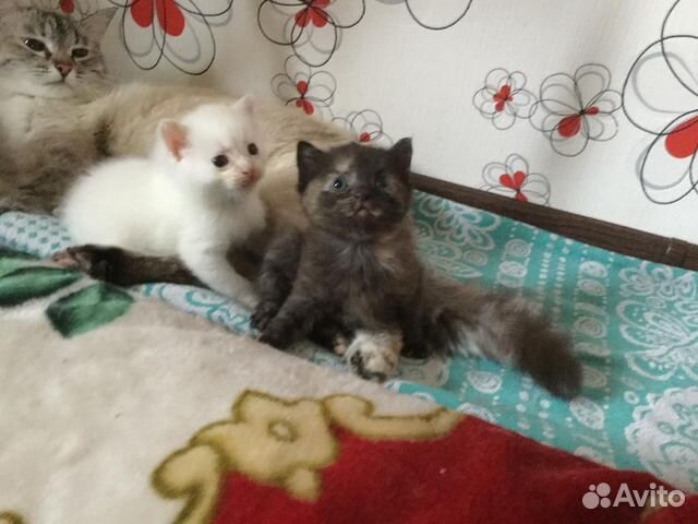 Котята. В хорошие руки. 1.5 месяца