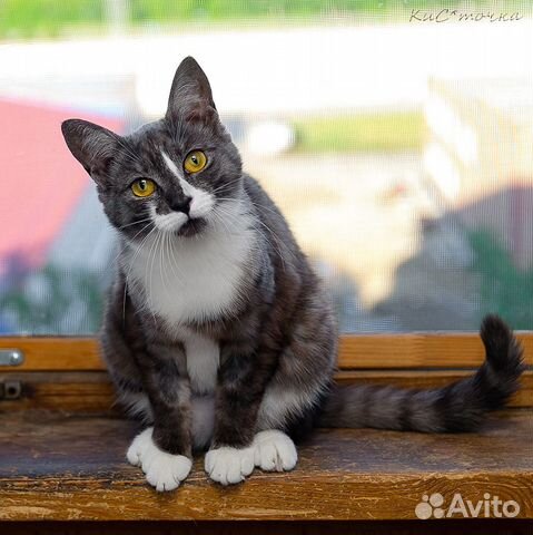 Лиска-очень красивая и веселая кошка, ищет дом