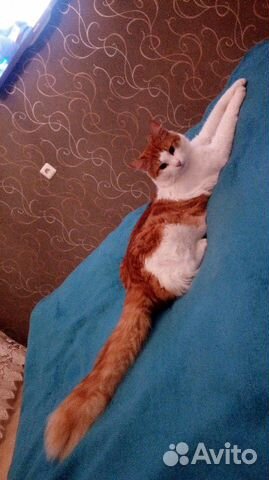 Кот Степан 2,5 года