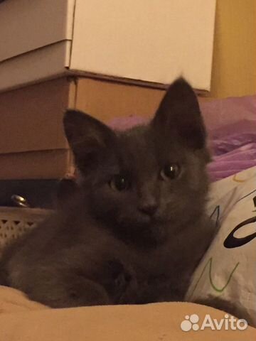 Котенок Кекс 2 месяца