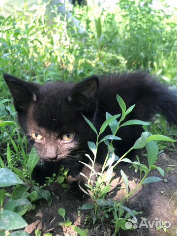 Котёнок в добрые руки