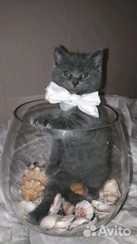 Котята шотландские