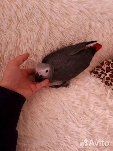 Большой попугай с клеткой