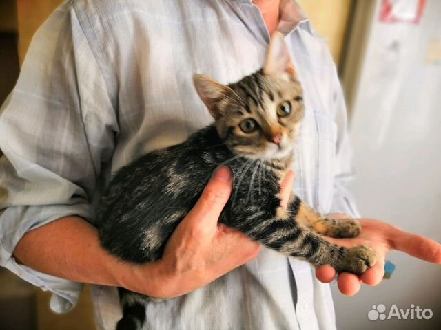 Котёнок в хорошие руки