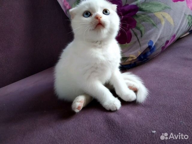 Шотландская вислоухая белая кошечка