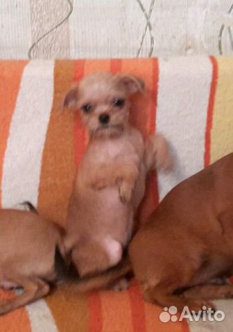 Брюсельский грифон