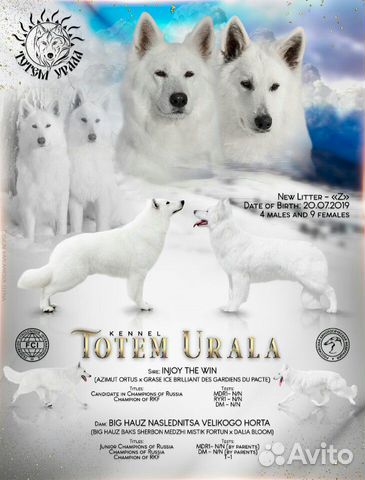 Щенки породы белая швейцарская овчарка