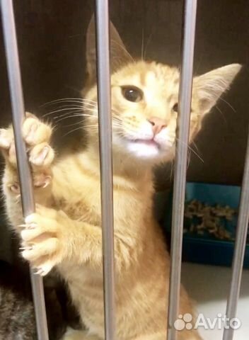 Рыжий очаровашка ищет дом