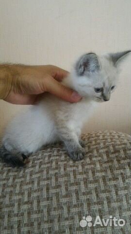 Котёнок Маркиза