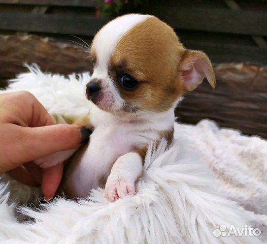 Чихуахуа малыши