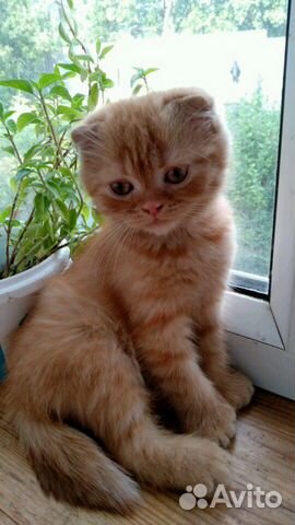 Котенок