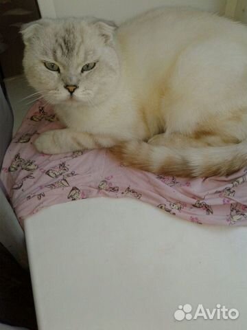 Кот шотландец вислоухий
