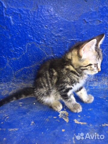 Котята британцы