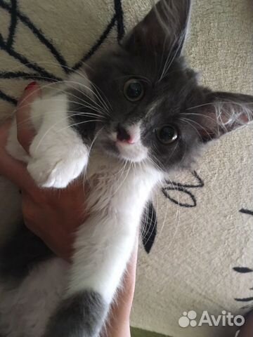 Одам котика в хорошие руки