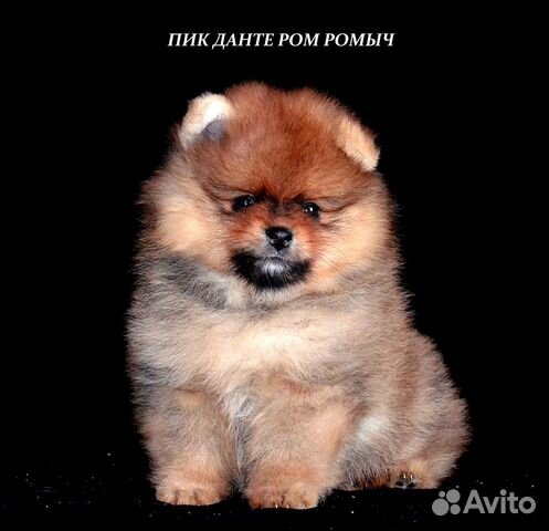 Рыжее Солнышко - Счастье в ваш дом