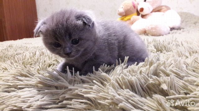 Шотландские вислоухие котята (скоттиш-фолд)