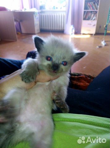 Помесь сиамским котов