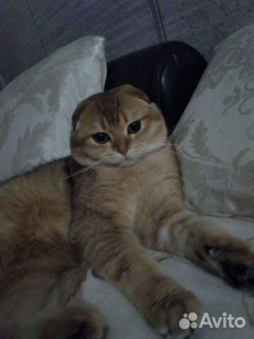 Кот на вязку