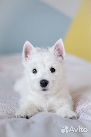 Щенки Вест Хайленд Вайт Терьер Шоу-класса