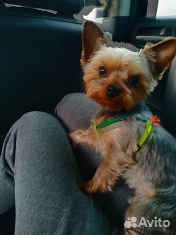 Молодой Йорк ждёт невесту