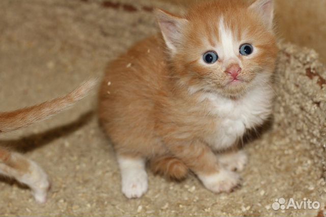 Крошечные котята в поисках дома