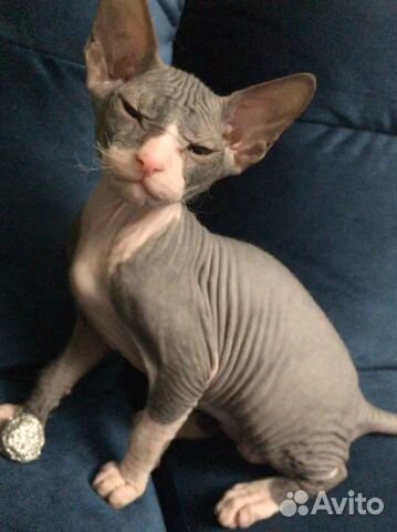 Продаётся кошечка
