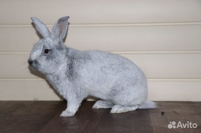 Кролики бсс и нзб и нзк