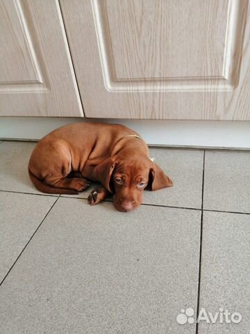 Продаются щенки Выжла Венгерская