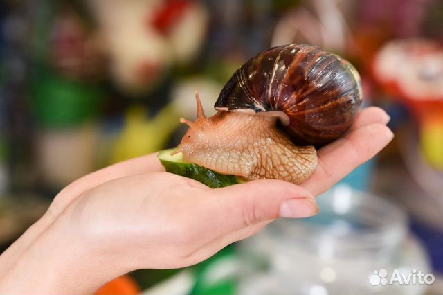 Улитка ахатина