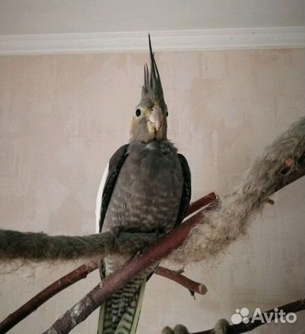 Попугай Корелла