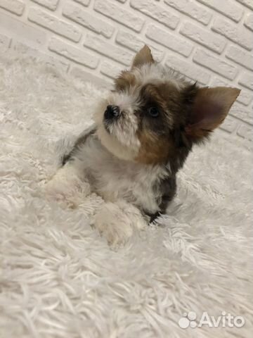 Шикарный голубоглазый цветной Йорк