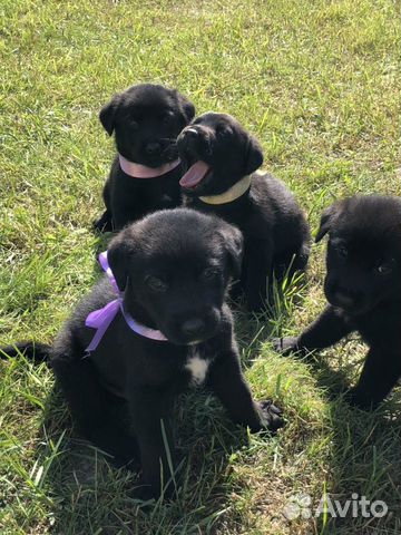 Щенки Лабрадора