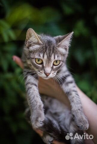 Котята 1,5 и 3 месяца
